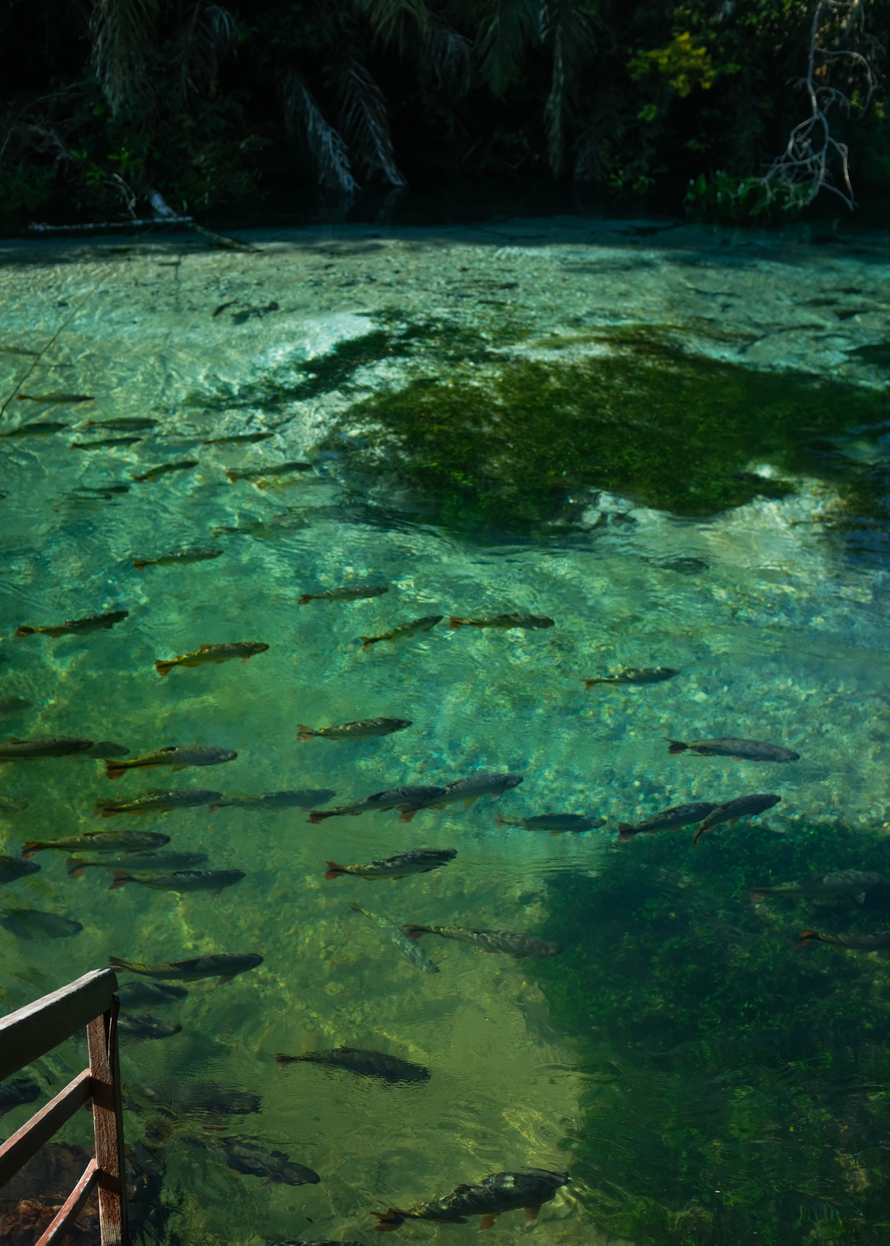 A Guide to Bonito, Brazil – Gregory Gioro